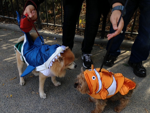 Tompkins Square Park's 23rd Annual Halloween Dog Parade: Top 10 Best ...