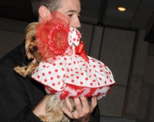 Yorkie911 Rescue's 5th Annual Pet Fashion Show Highlights One-of-a-Kind ...